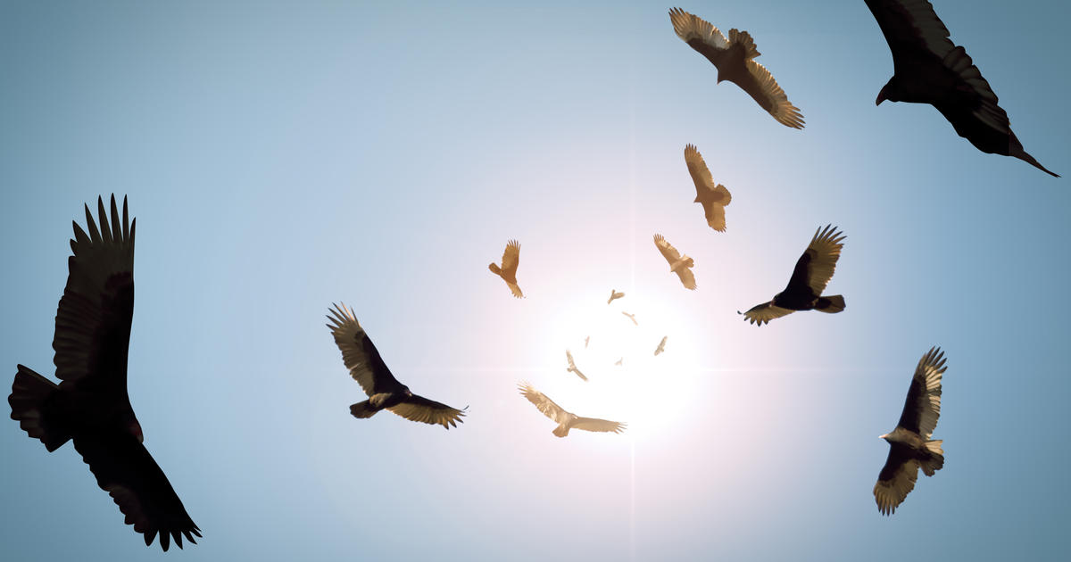 EVAH Evolution for Animal Health Innovation for a better tomorrow